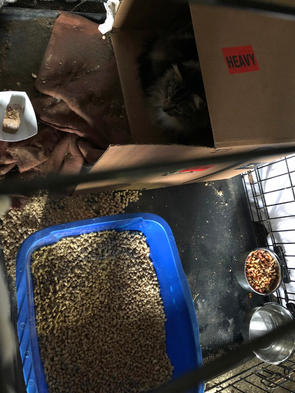 How to Easily Acclimate a Semi-Feral Working Cat to Your Farm