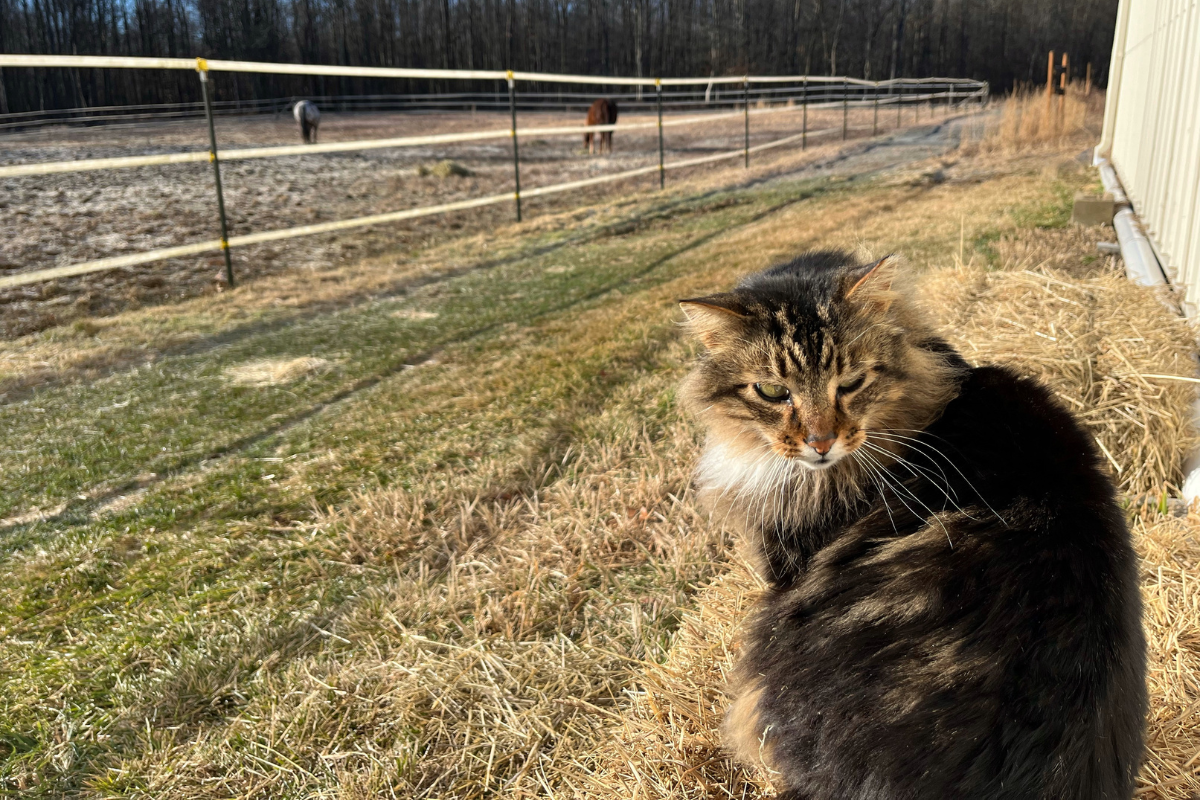 How to Easily Acclimate a Semi-Feral Working Cat to Your Farm
