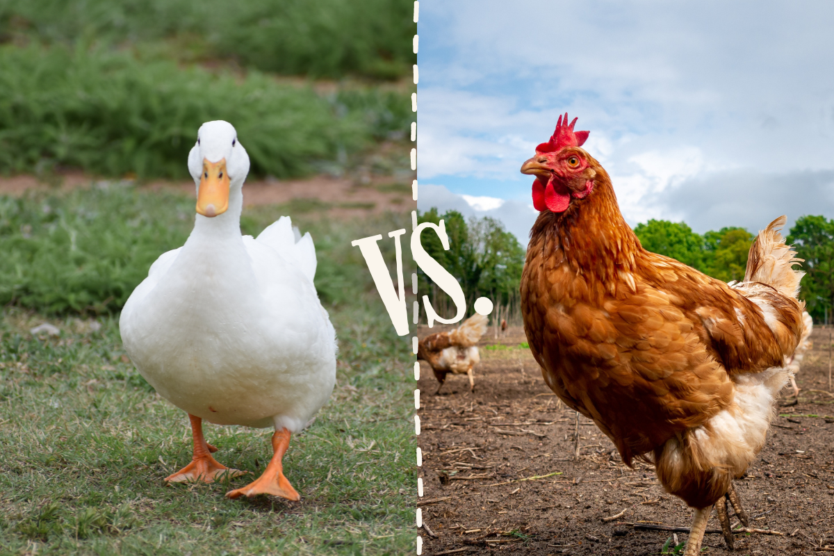 Ducks vs. Chickens: Which Should You Get? | Herd & Home