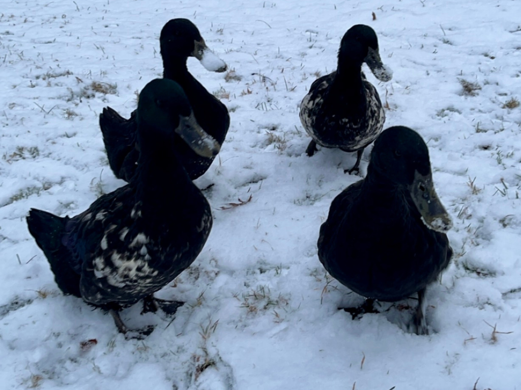 How to Care for Your Ducks in Winter